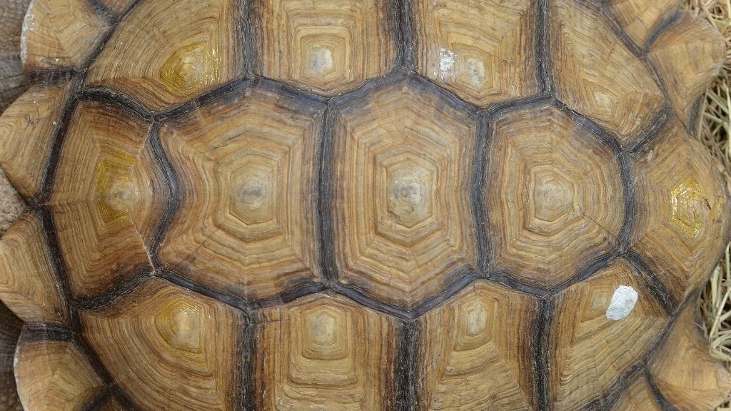 Red Eared Slider Shell Problems & How to Treat Them – The Turtle Hub