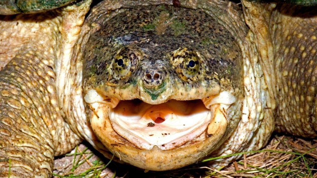 Can You Eat Snapping Turtles? [Legal or Not?] – The Turtle Hub