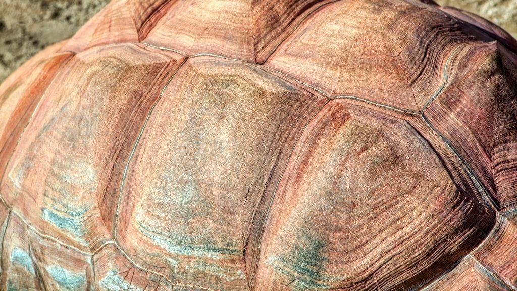 Red Eared Slider Shell Problems & How to Treat Them – The Turtle Hub