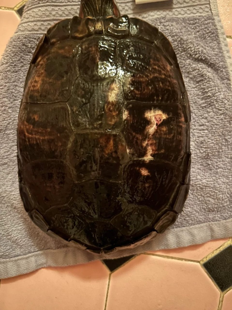 How To Treat A Turtle’s Shell Rot? [Treatment At Home Guide] – The ...