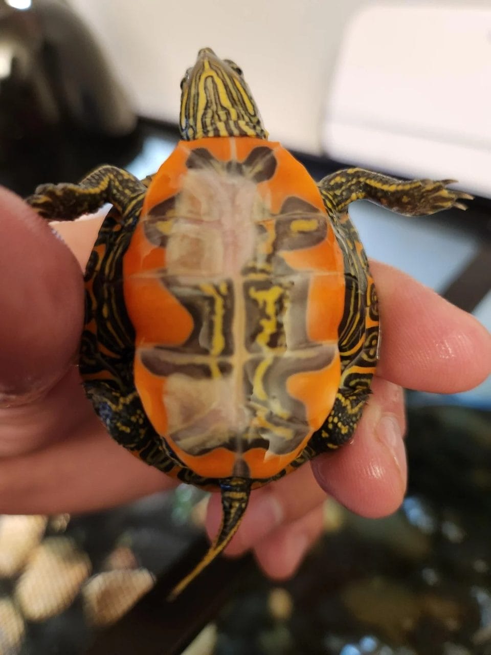 How To Treat A Turtle’s Shell Rot? [Treatment At Home Guide] – The ...