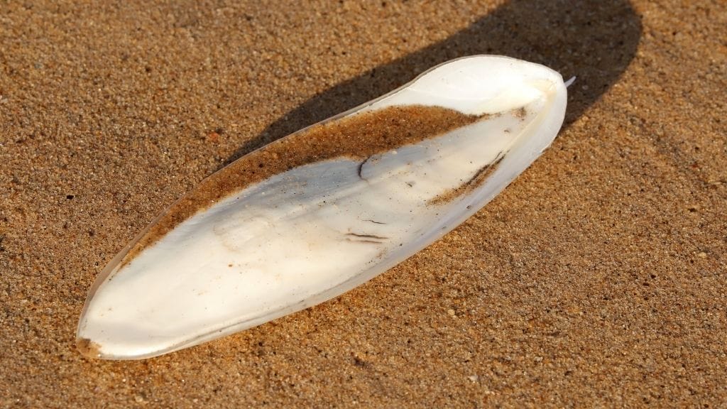 How To Provide Calcium To Turtles? [8 Sources] – The Turtle Hub