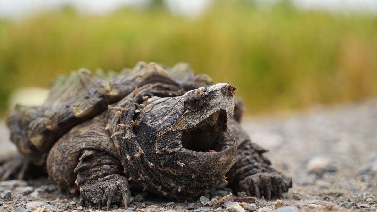 Discover How Old Your Snapping Turtle Is Just by Measuring Its Size ...