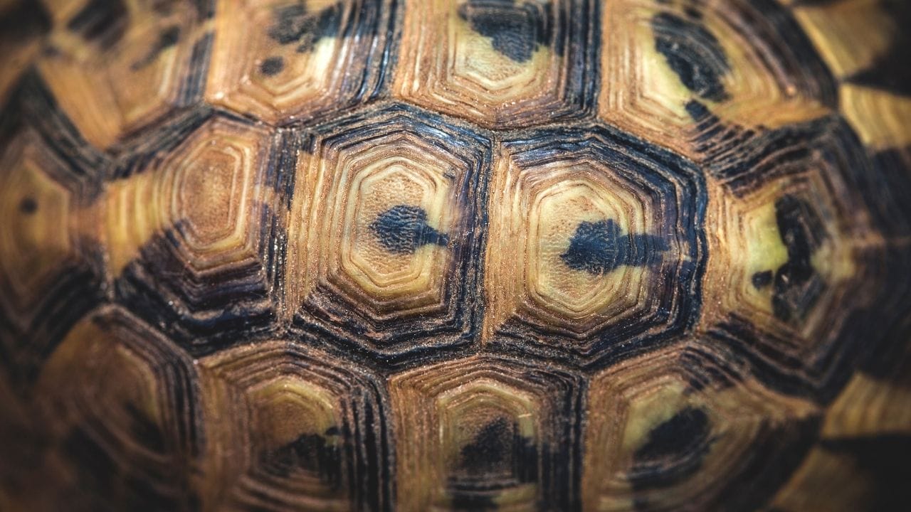 Turtle Shell Rot Vs Shedding: How To Differentiate Them? – The Turtle Hub