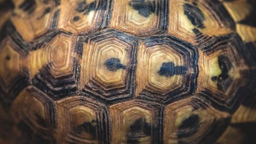 Tortoise Shell Types: Complete Guide to 8 Shell Shapes and Patterns ...