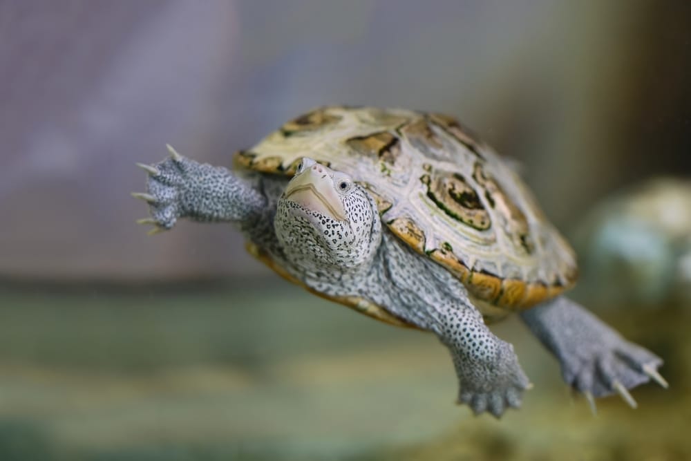 The Ultimate Beginner’s Guide to Feeding Your Diamondback Terrapin ...