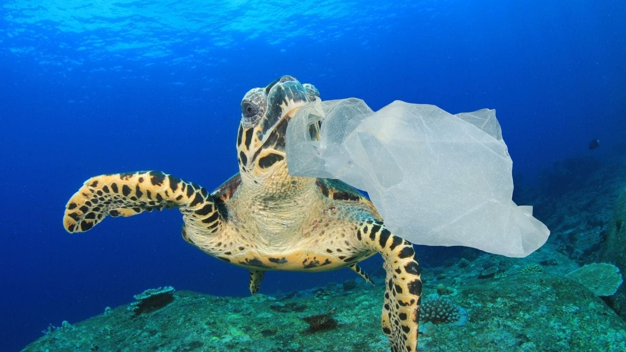 16 Sea Turtle Predators & Threats To Be Aware Of! – The Turtle Hub