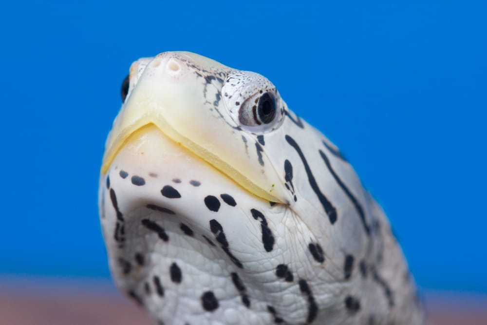 The Ultimate Beginner’s Guide to Feeding Your Diamondback Terrapin ...