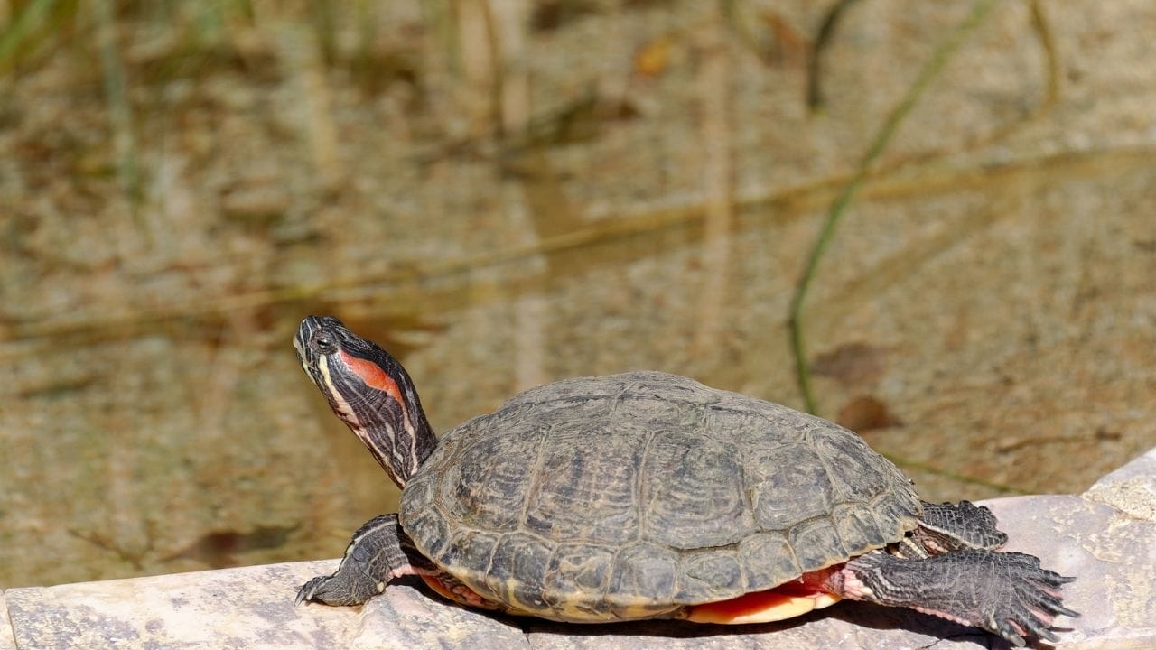 How Long Do Red Eared Sliders Brumate? [4+ Months?] – The Turtle Hub