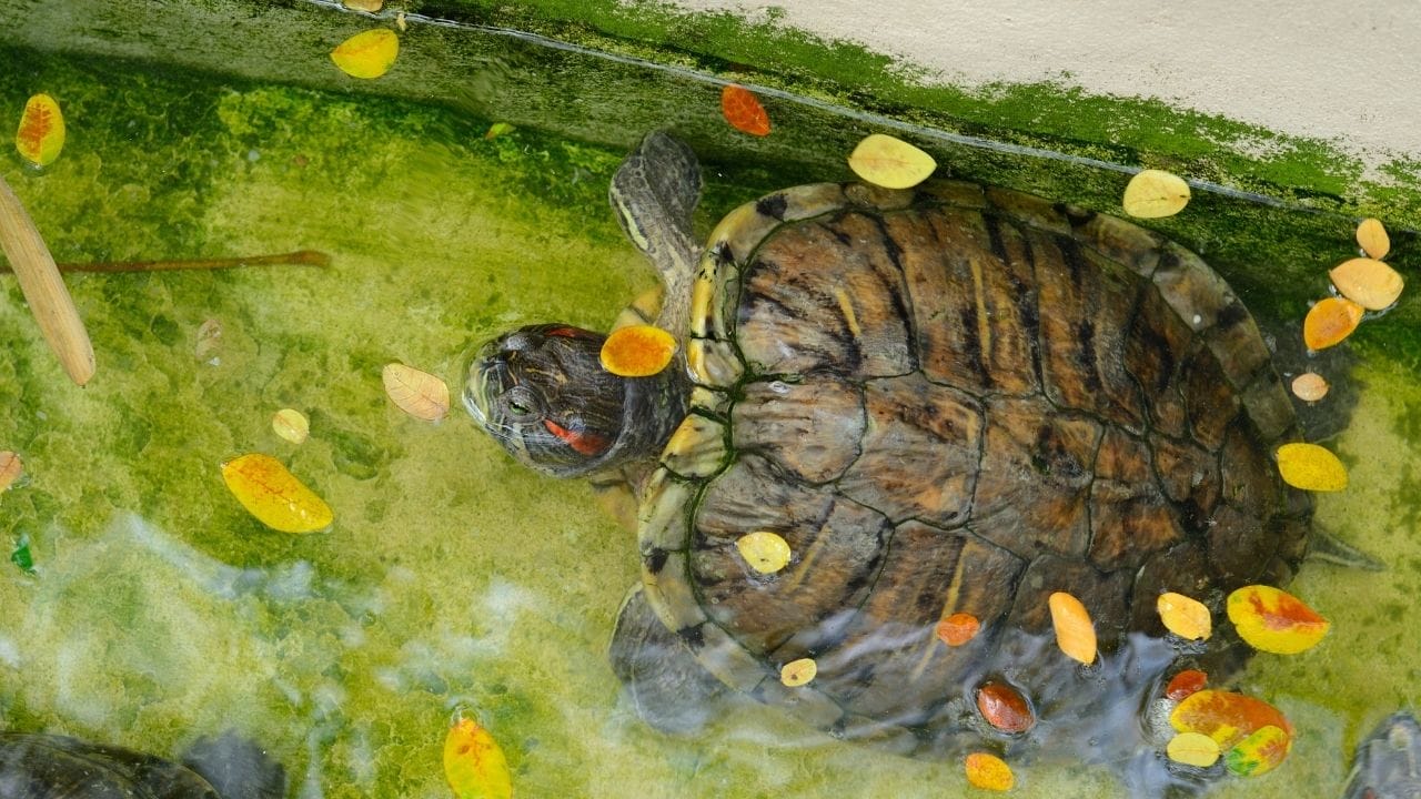 How Long Do Red Eared Sliders Brumate? [4+ Months?] – The Turtle Hub