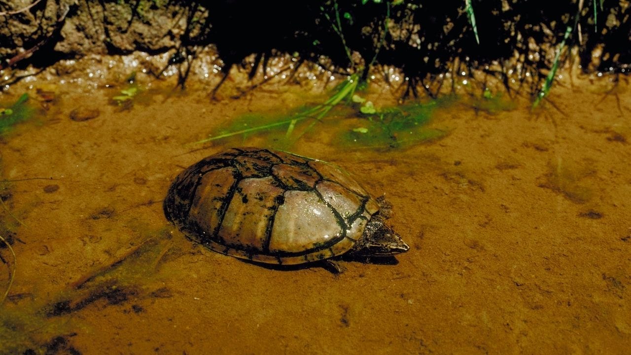 How To Take Care Of Musk Turtle? [Foolproof Care Guide] – The Turtle Hub