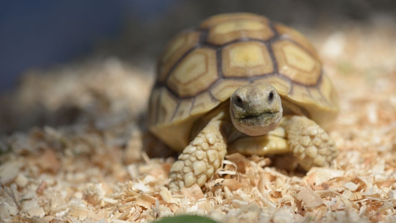 Tortoise Bobbing Its Head? Here’s What It Means – The Turtle Hub