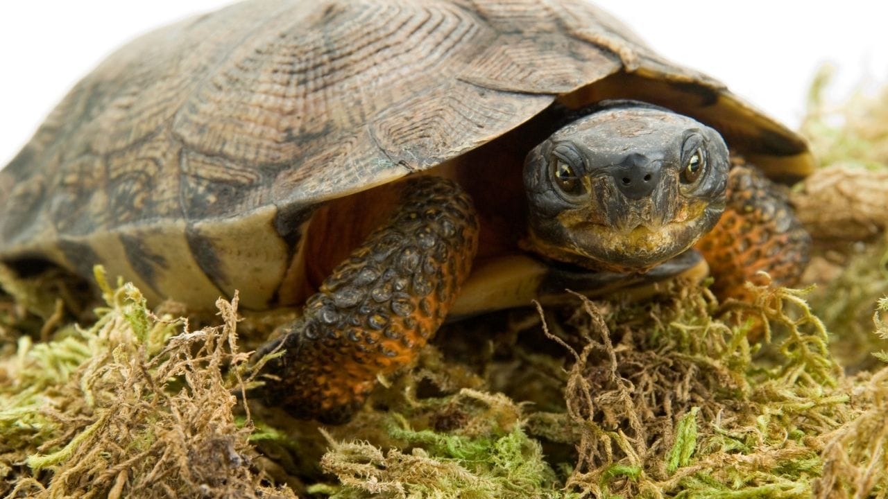 How Do I Choose A Turtle? [Beginner’s Guide] – The Turtle Hub