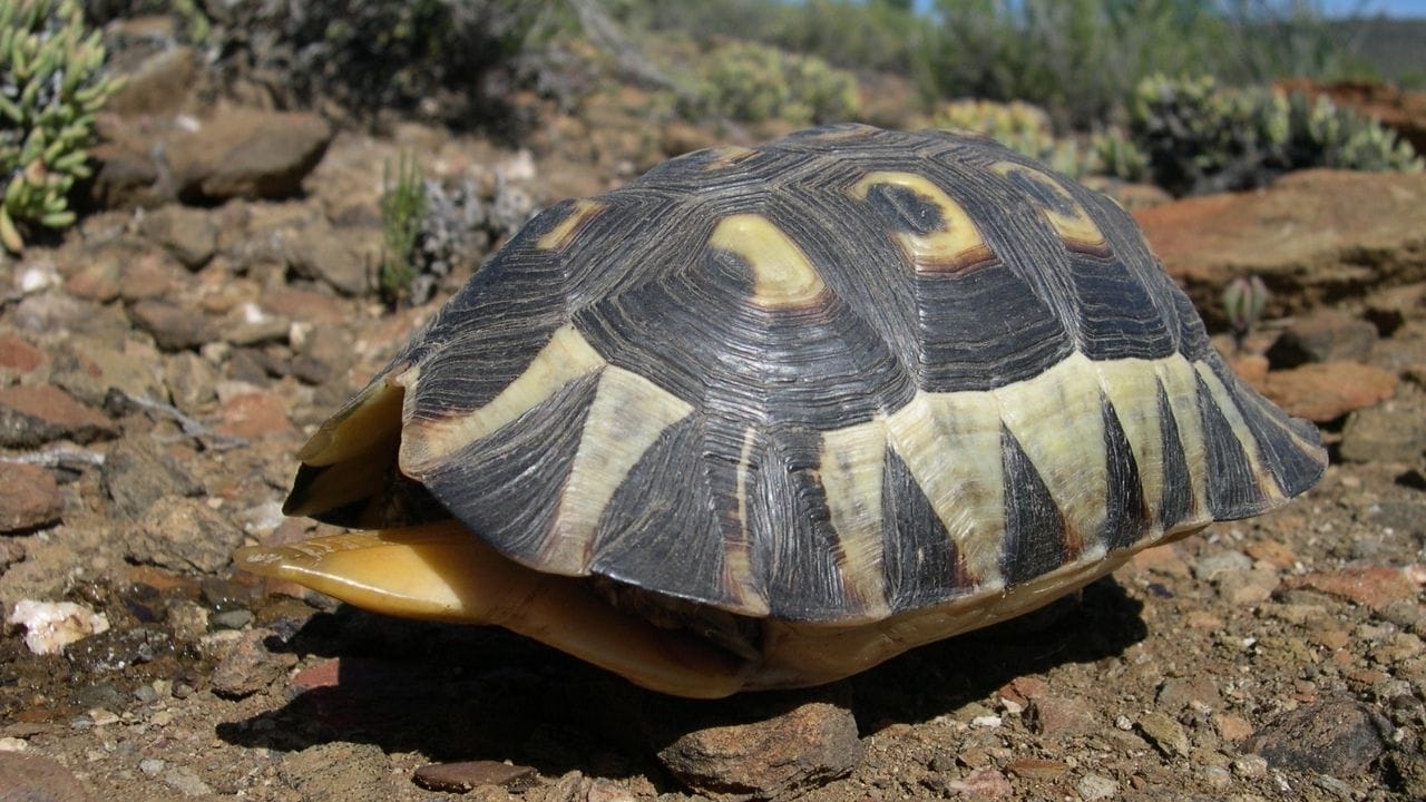 5 Tortoise Shell Problems & Way To Treat Them – The Turtle Hub