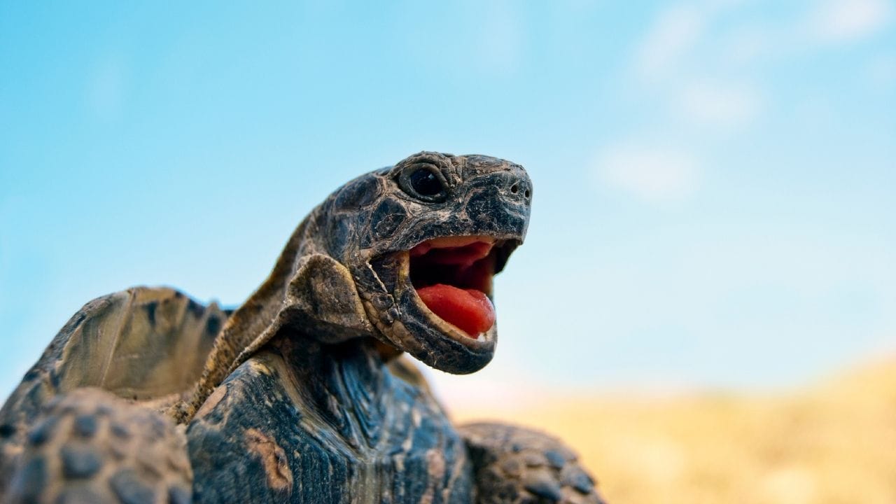 Do Turtles Make Noise? [Meaning Explained] – The Turtle Hub