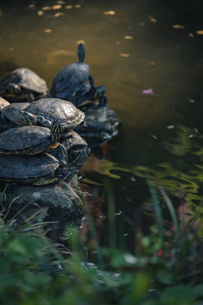 14 Easy Steps to Make an Outdoor Turtle Enclosure Even If You Know ...