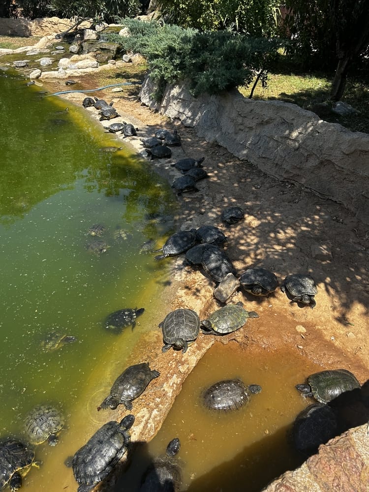 Transform Your Backyard with This Ultimate Outdoor Turtle Pond Setup ...