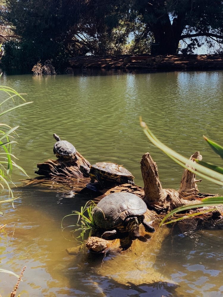 Experts Reveal the Perfect Turtle Pond Depth for Happy, Healthy Turtles ...