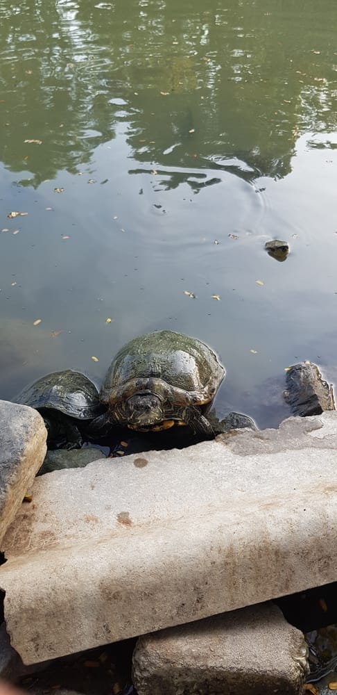 Transform Your Backyard with This Ultimate Outdoor Turtle Pond Setup ...