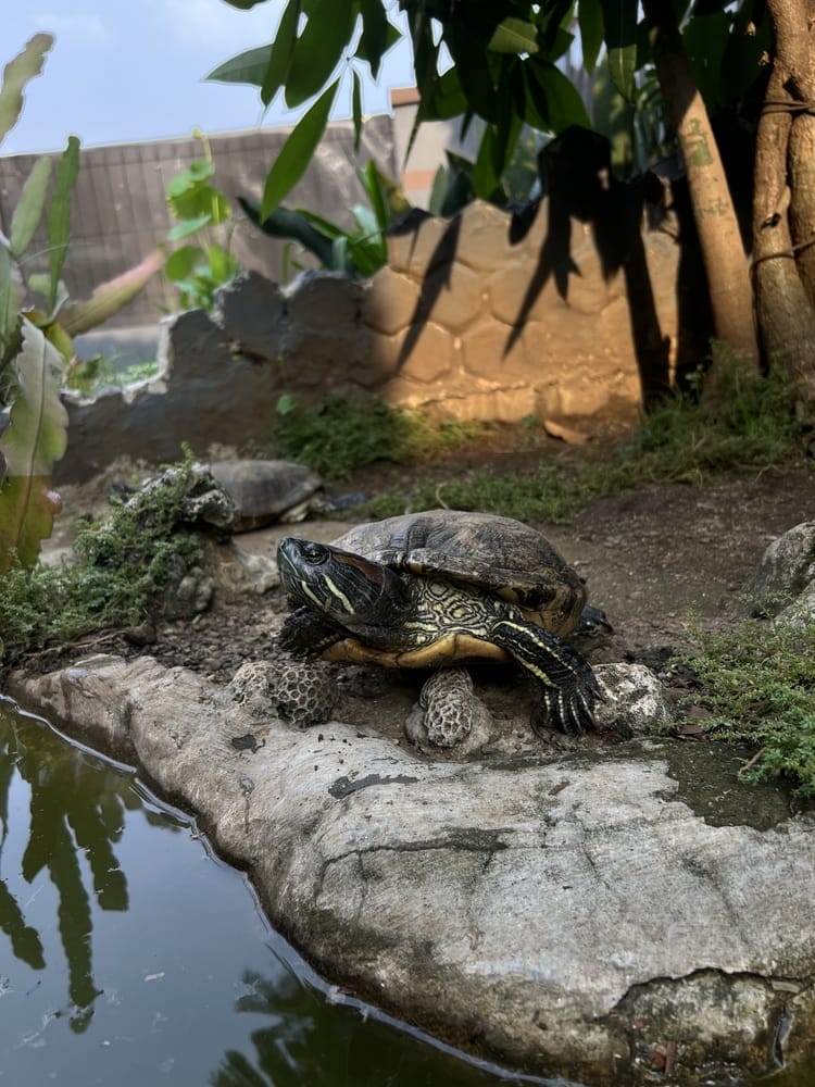 Transform Your Backyard with This Ultimate Outdoor Turtle Pond Setup ...