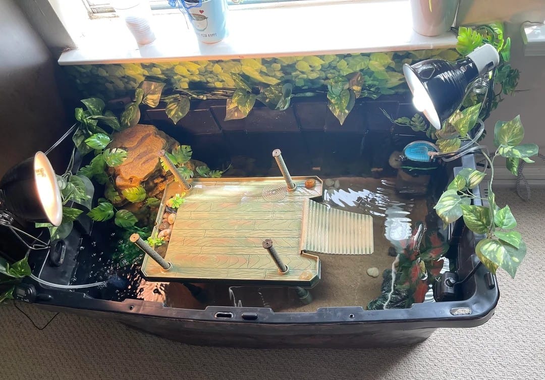 How I Turned a Basic Tub into a Thriving Turtle Paradise (And You Can ...