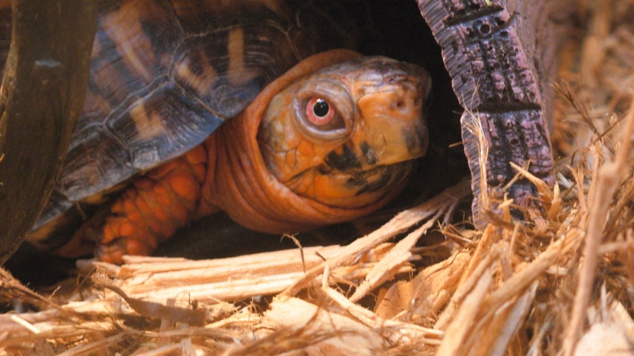 How To Take Care Of Box Turtle Eggs? [Up To Hatchlings] – The Turtle Hub