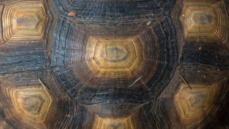 5 Tortoise Shell Problems & Way To Treat Them – The Turtle Hub