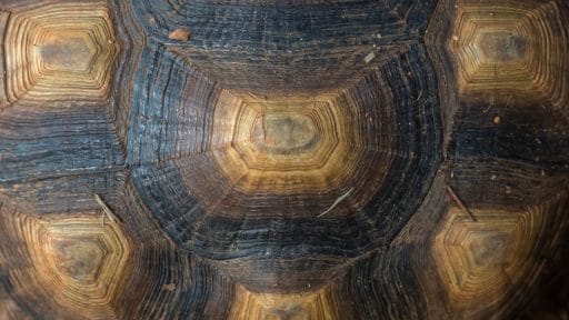 5 Tortoise Shell Problems & Way To Treat Them – The Turtle Hub