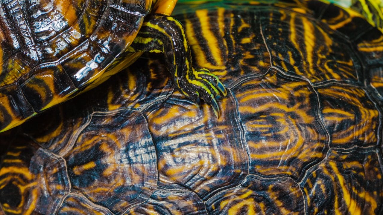 Red Eared Slider Shell Problems & How to Treat Them – The Turtle Hub