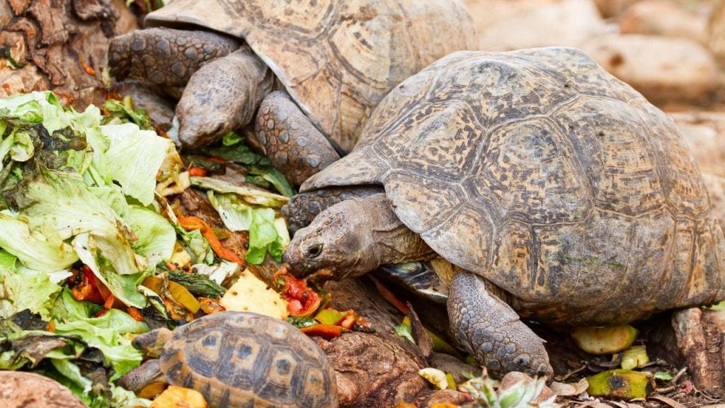 Tortoise Mating And Breeding Guide For Beginners The Turtle Hub