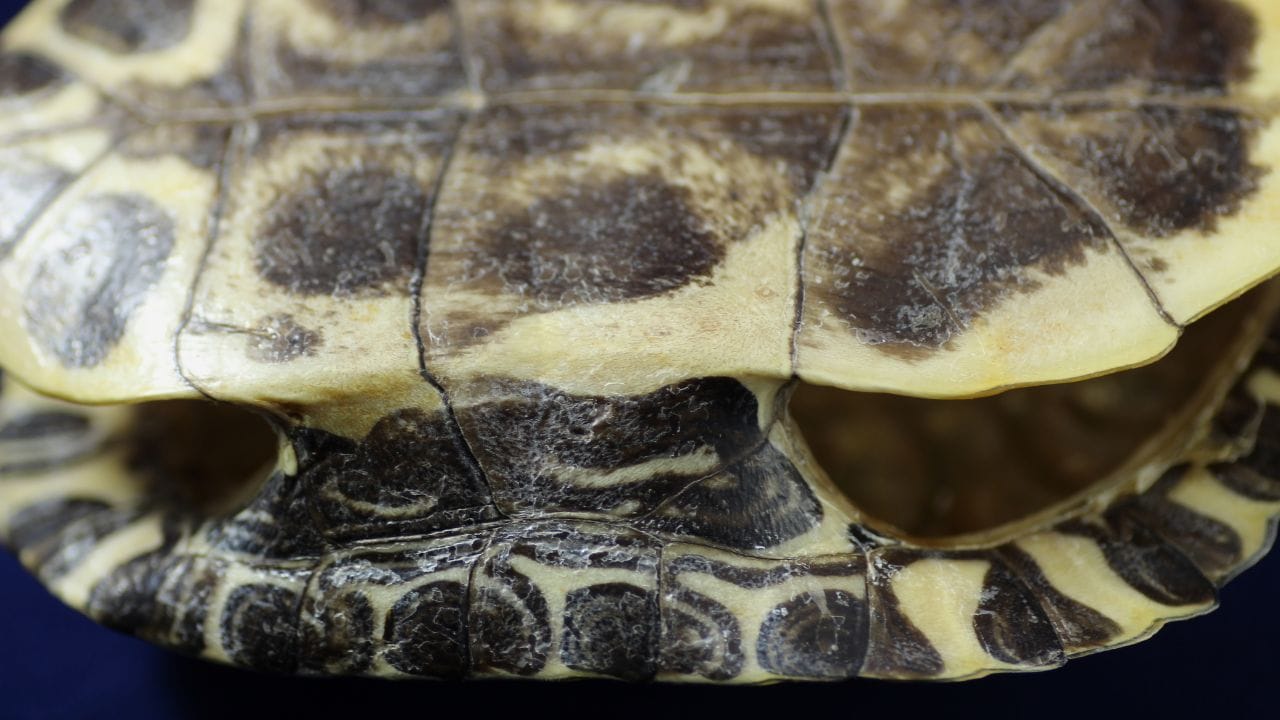 Turtle Shell Rot Vs Shedding: How To Differentiate Them? – The Turtle Hub