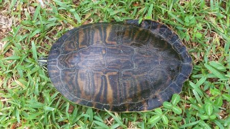 Red Eared Slider Shell Problems & How to Treat Them – The Turtle Hub