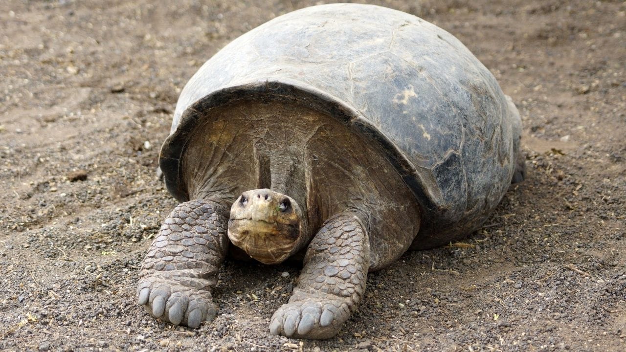 How Much Should A Tortoise Weigh? [Weight Chart] – The Turtle Hub