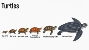 How Big Can A Turtle Get? [Size Chart] - The Turtle Hub