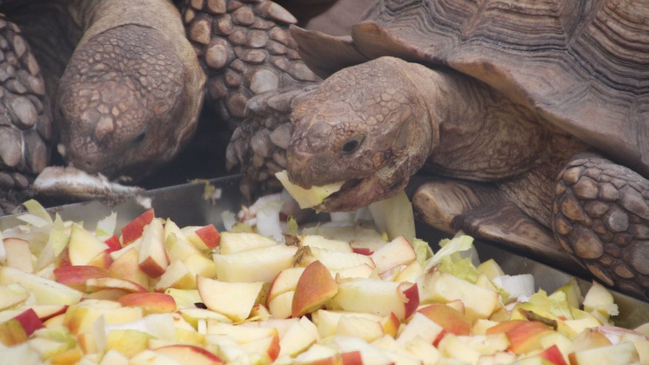 10 Nutrition Secrets For Healthy Turtles: What To Feed & What To Avoid ...
