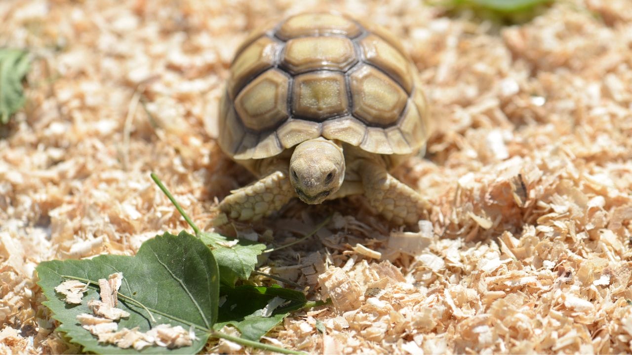 Can Turtles Eat Worms? [Safe Worms List] – The Turtle Hub