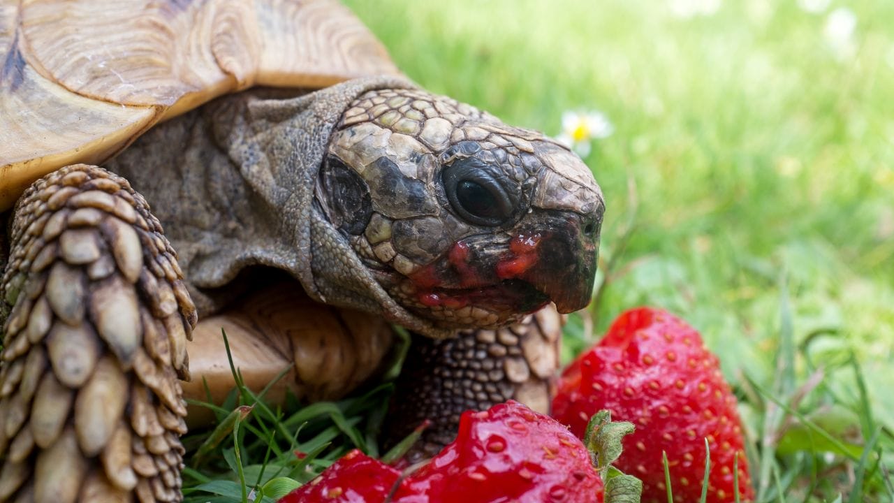 10 Nutrition Secrets For Healthy Turtles: What To Feed & What To Avoid ...