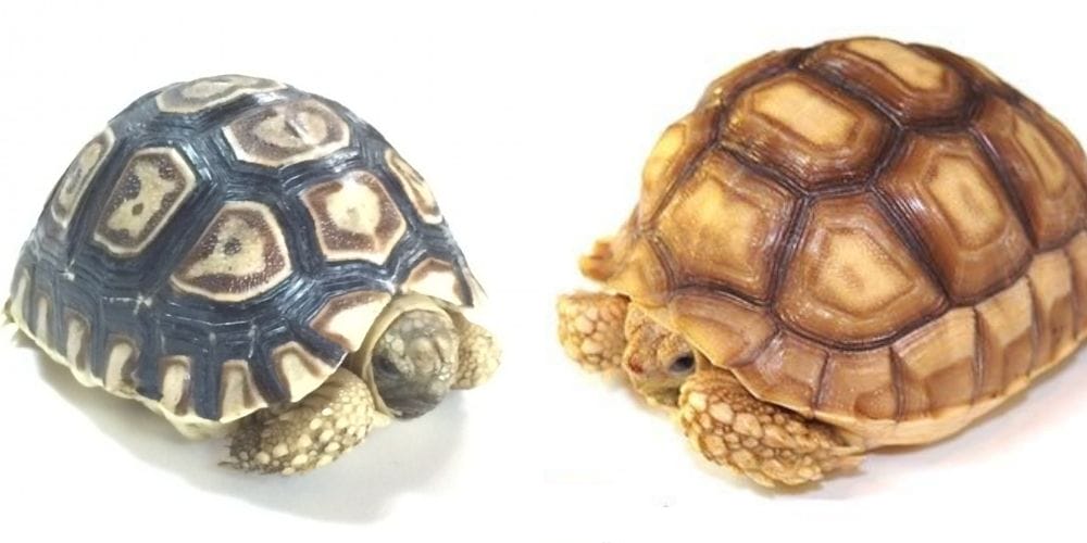 How To Tell The Age Of A Tortoise? [Chart, Picture] – The Turtle Hub