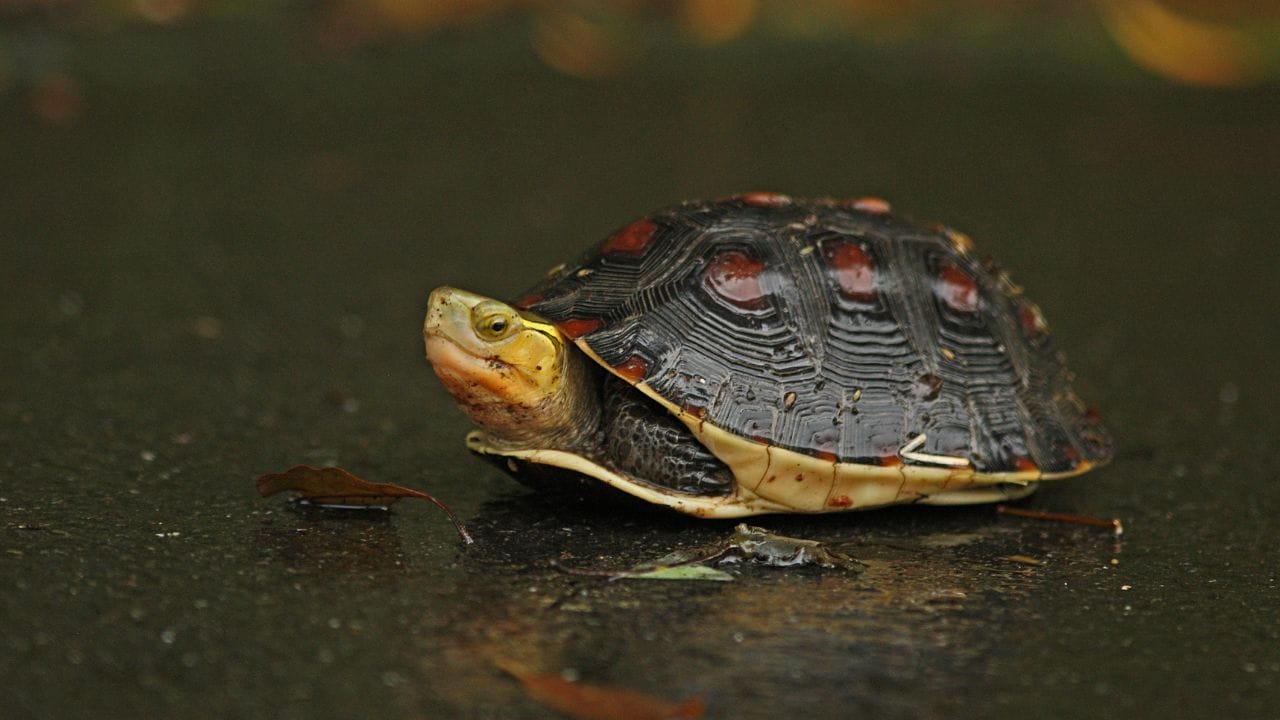 Turtle Skin Fungus: What It Looks Like, How to Treat It, and Stop It ...