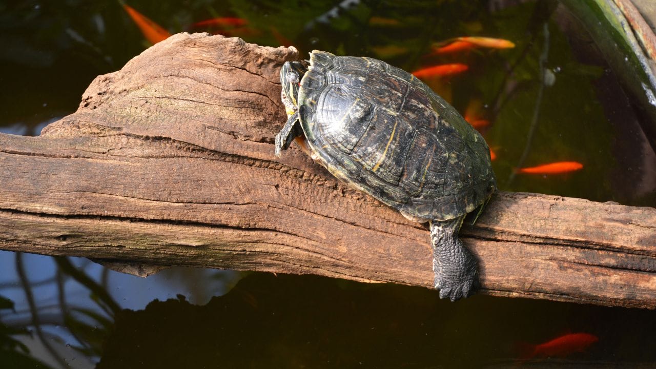 Turtle Skin Fungus: Treatment, Prevention, Tips – The Turtle Hub