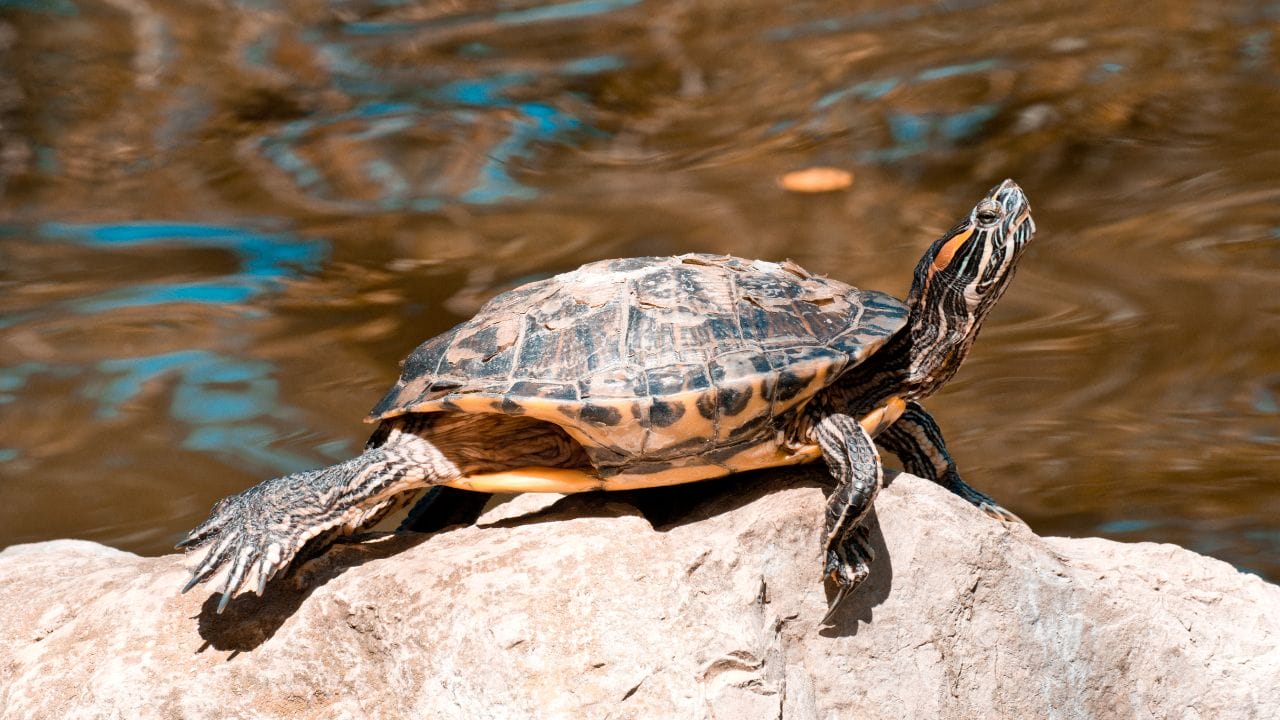 How Do Turtles Poop? [FAQs Answered] – The Turtle Hub