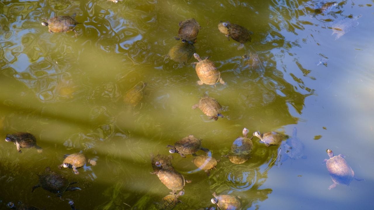 Can Turtles Eat Worms? [Safe Worms List] – The Turtle Hub