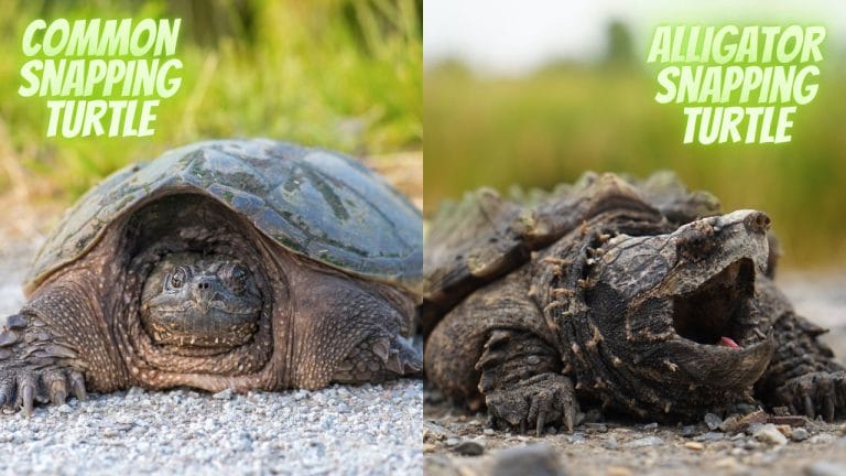 Common Snapping Turtle vs. Alligator Snapping Turtle [15 Differences ...