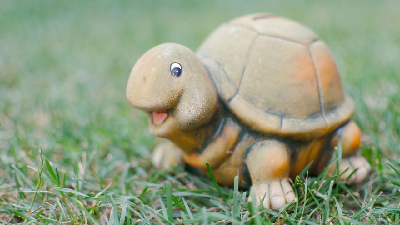 How To Know If Your Turtle Is Happy? [7 Easy Signs] – The Turtle Hub