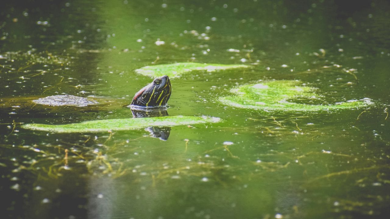 10 Creative Enrichment Ideas for Your Pet Turtle: Keeping Them Active ...