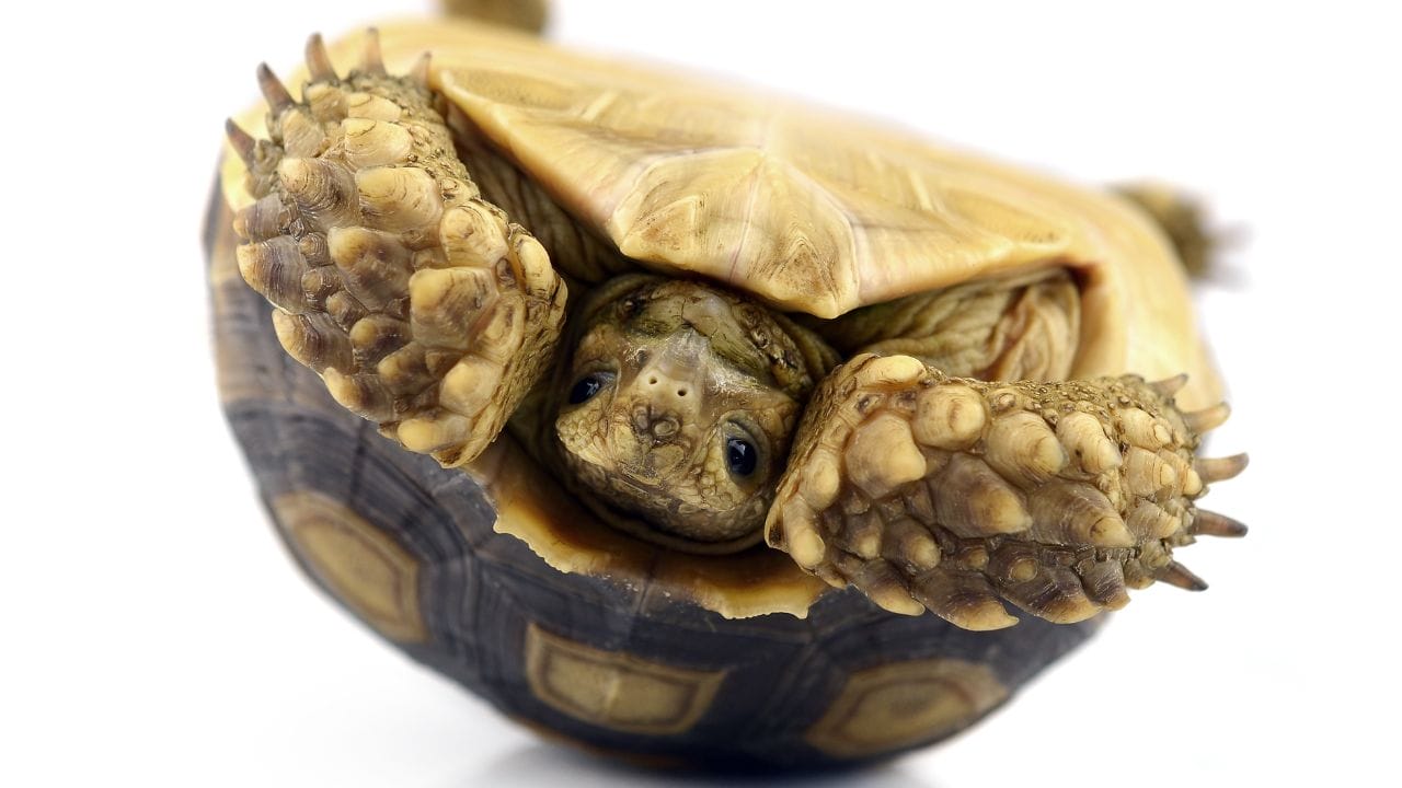 What To Do If My Tortoise Is On Its Back? [3 Reasons] – The Turtle Hub