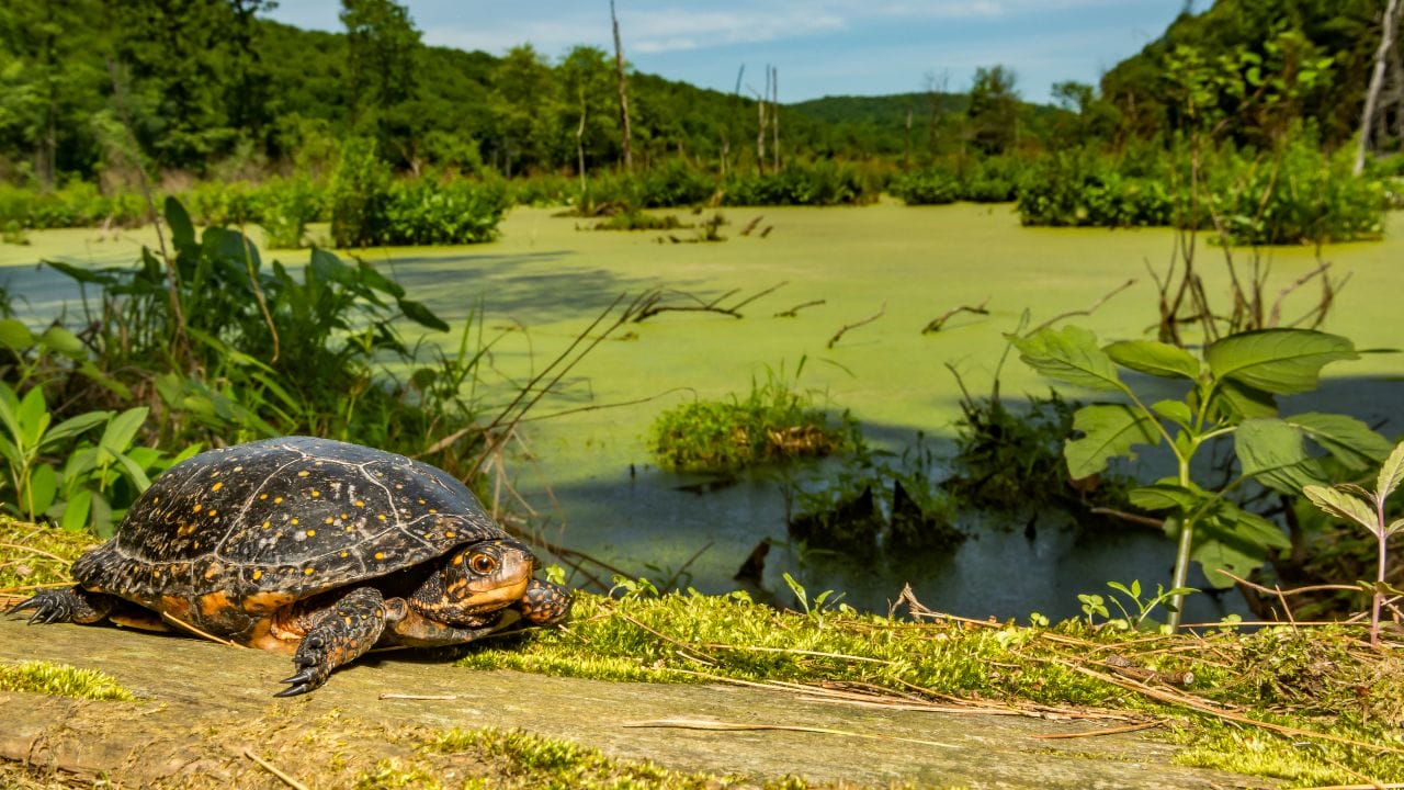 How To Take Care Of Spotted Turtles? [Foolproof Guide] – The Turtle Hub