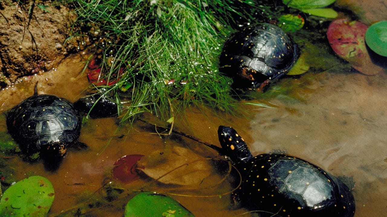 Clemmys guttata (Spotted Turtle) – The Turtle Hub
