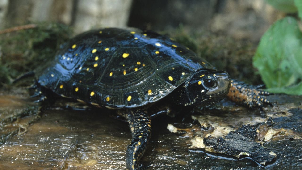 How To Take Care Of Spotted Turtles? [Foolproof Guide] – The Turtle Hub