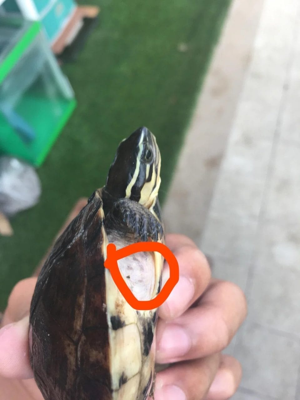 Turtle Skin Fungus: What It Looks Like, How to Treat It, and Stop It ...